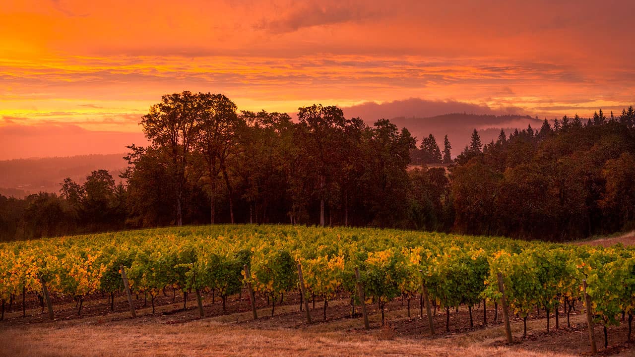 Oregon Wine Region Photo Gallery | Willamette Valley | Allison Inn